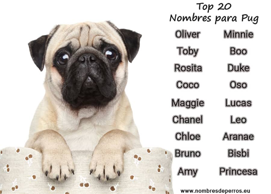  300 Nombres Para Perros PUG Para Machos Y Hembras