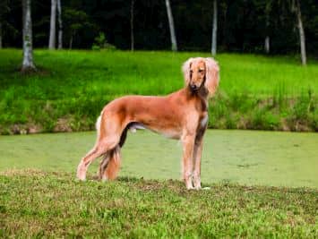 +160 Nombres Árabes para Perros | Machos y Hembras