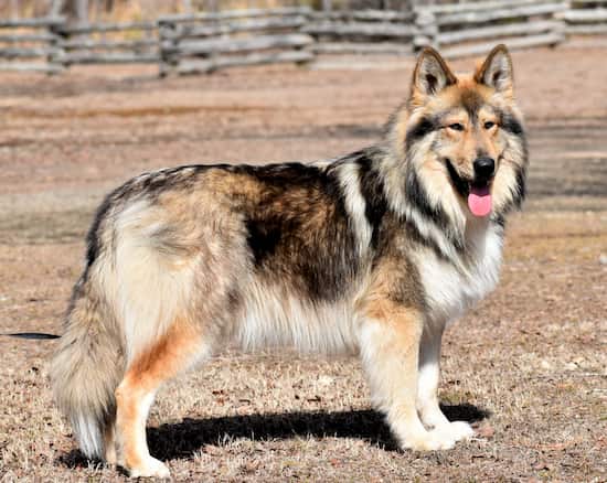 Nombres indios para perros | Nombresdeperros.eu Nombres indios para perros | Nombresdeperros.eu