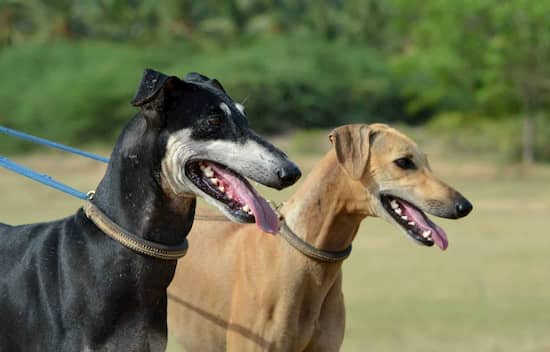 Nombres indios para perros | Nombresdeperros.eu Nombres indios para perros | Nombresdeperros.eu
