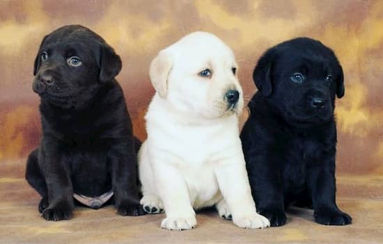 Nombres indios para perros | Nombresdeperros.eu Nombres indios para perros | Nombresdeperros.eu