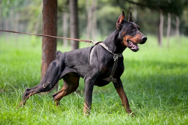 10+ Razas de perros Negros ¡Con Fotos!